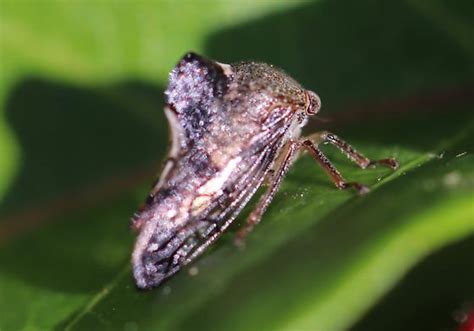 Treehopper Telamona Decorata Bugguidenet