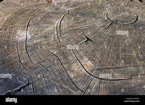 Rings On A Tree Stump Stock Photo Alamy