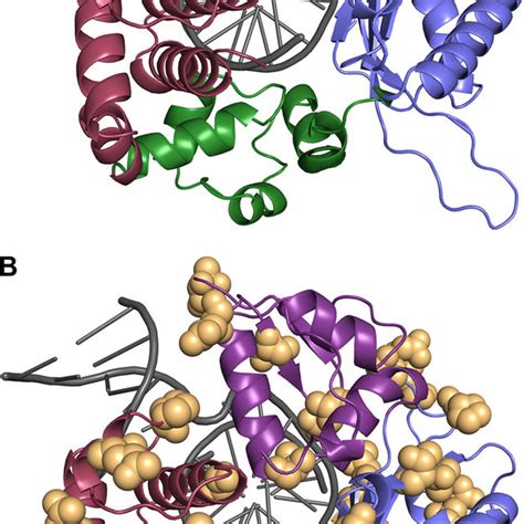 Nonsynonymous Coding Region Variants Are Found In All Domains Of Dna