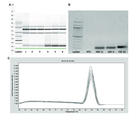 A Capillary Gel Electrophoresis Of Six Representative Rna Samples