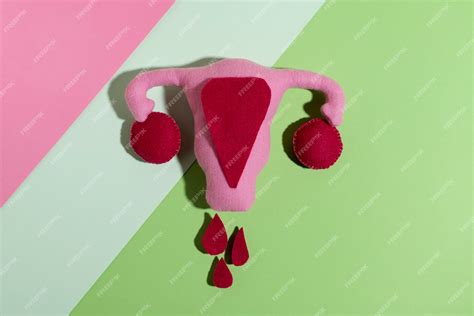 평신도 여성의 생식 기관 무료 사진