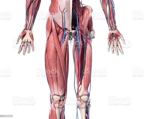 인간의 해부학 사지와 엉덩이 골격 근육과 심장 혈관 시스템 정면에서 볼 수 있습니다 3차원 형태에 대한 스톡 사진 및 기타 이미지 3차원 형태 근육 근육섬유 Istock