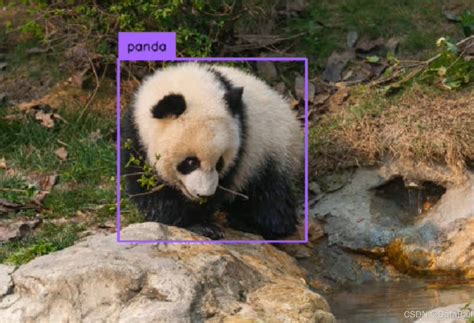 数据集 目标检测系列 大熊猫 检测数据集 Panda＞＞ Databall大熊猫数据集 Csdn博客