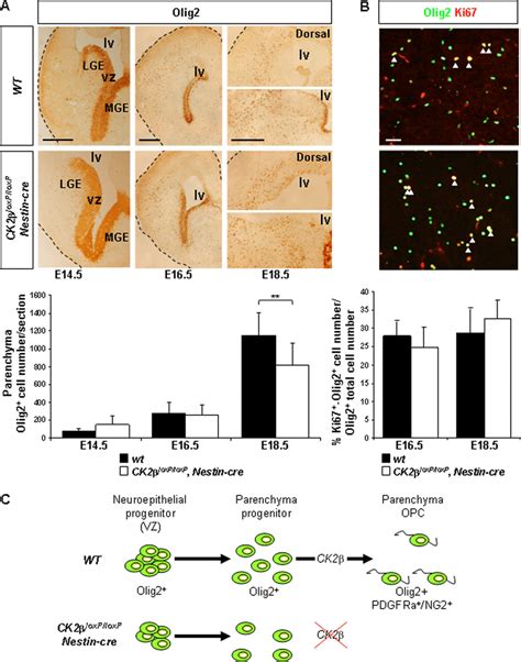 Olig2 Progenitor Analysis In Fetal And Late Embryonic Telencephalons Download Scientific