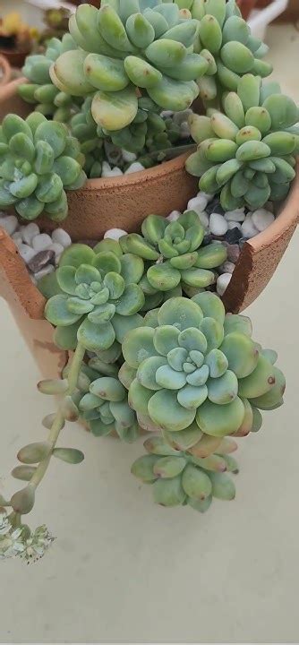 다육이 라울 국민다육이 다육이분갈이 다육이 식집사 Youtube