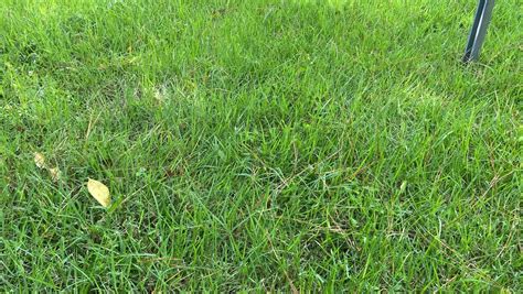 Centipede Grass Identification What Does Centipede Grass Look Like