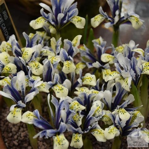 Iris Reticulata Eye Catcher Koopt U Bij Specialflowerbulbs Com