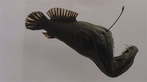 Pesce Diavolo Nero Le Curiosità Sulla Creatura Degli Abissi Wired Italia