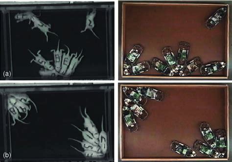 Biomimetic Robots Using A Random Movement Algorithm Reproduce The Download Scientific Diagram