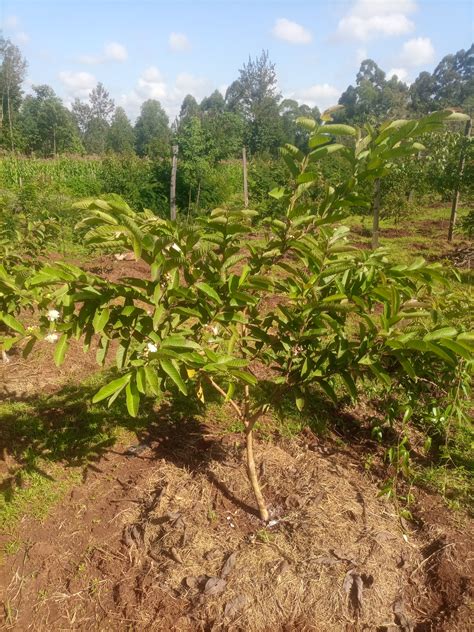 Dwarf Guava Cultivation Natural Green Movement