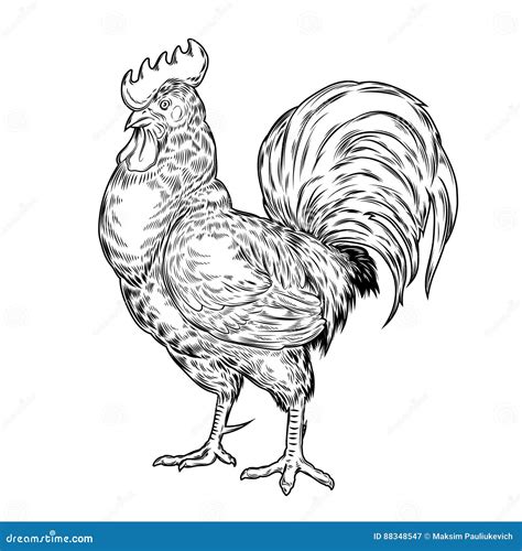 Illustration Of A Cock Stock Illustration Illustration Of Logo 88348547