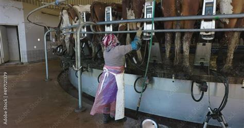 V Deo Do Stock Female Farm Worker Attending To Ayrshire Dairy Cows Being Milked On A
