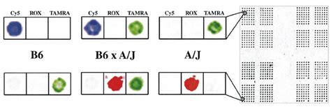 examples of data from sbe tags genotyping data are shown for two spots