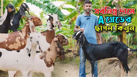 A গ্রেডের ছাগল কিনুন সর্বনিম্ন দামে জাকির ভাইয়ের বাণিজ্যিক খামার থেকে। Youtube
