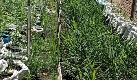 Cara Budidaya Jahe Merah Bisa Meraup Keuntungan Lebih Dari 90 Juta