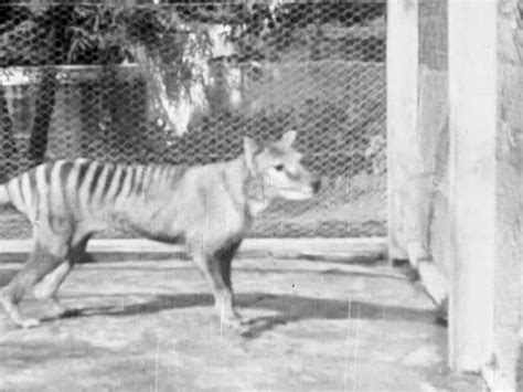 Tasmanian Wolf Sightings