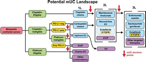 Potential Landscape Potential Metastatic Urothelial Carcinoma Muc