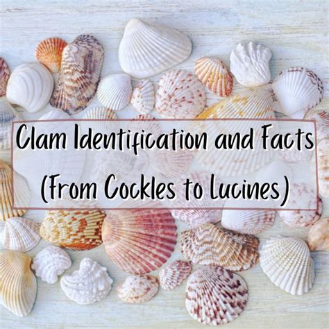 Clam Identification And Facts From Cockles To Lucines Seashell Identification Shell Crafts
