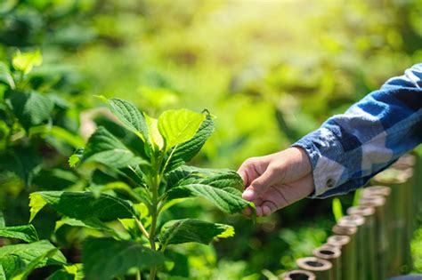 농부는 잎의 수분을 확인하고 토양과 토양으로 유기농 식품 또는 식물을 재배하여 식물의 건강을 검사합니다 농업 햇빛 녹색 자연 컴퓨터 인포 그래픽 데이터 기술 건강한 생활