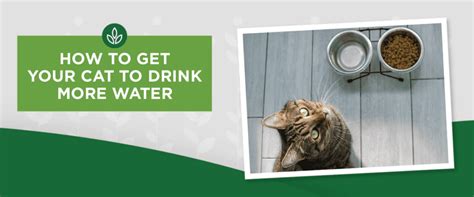 Learn How To Get Your Cat To Drink More Water Natures Logic