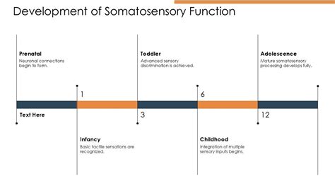 Cerebral Cortex Somatosensory Ppt Presentation Acp Ppt Slide