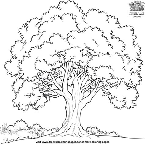 Shady Maple Tree Coloring Pages