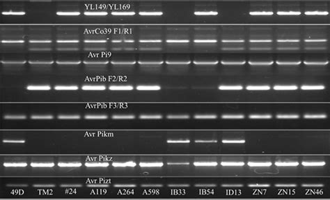 Detection Of Seven Avirulence Genes In The 12 Us Reference Isolates Of