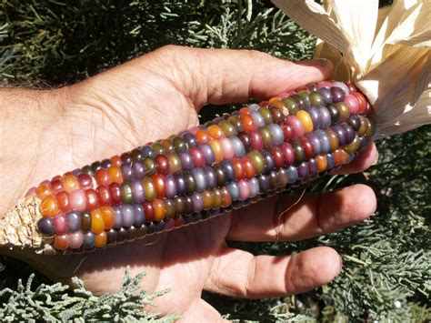 This Multi Colored Corn Is Real And Theres A Fantastic Story Behind It