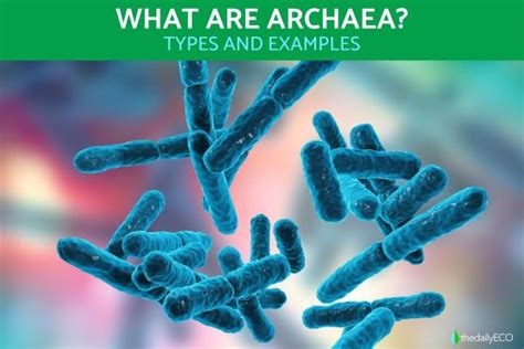 What Organisms Are Classified Into The Archaea Domain Archaea Types And Examples