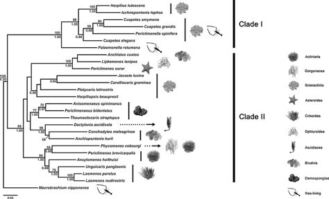 Phylogenetic Tree Obtained By Bayesian Inference Analysis Of DNA Download Scientific Diagram