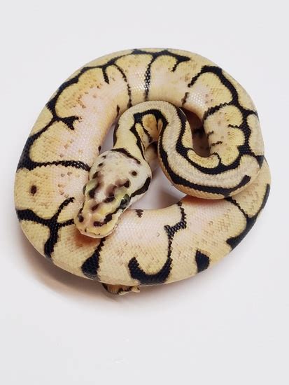 Pastel Spider Het Ultramel Ball Python By 1st Class Pythons