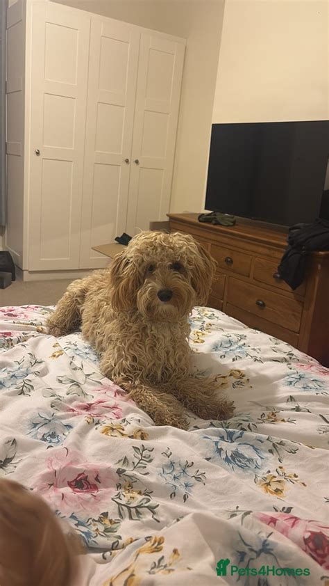 Male Cockapoo 9 Months Old For Sale In Doncaster Pets4homes