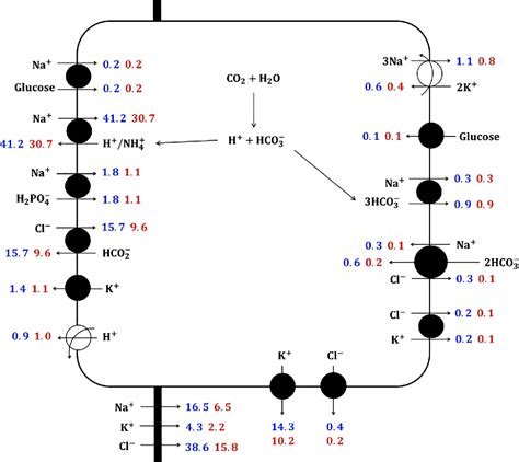 Figure 1 From Review Integrative Cardiovascular Physiology And
