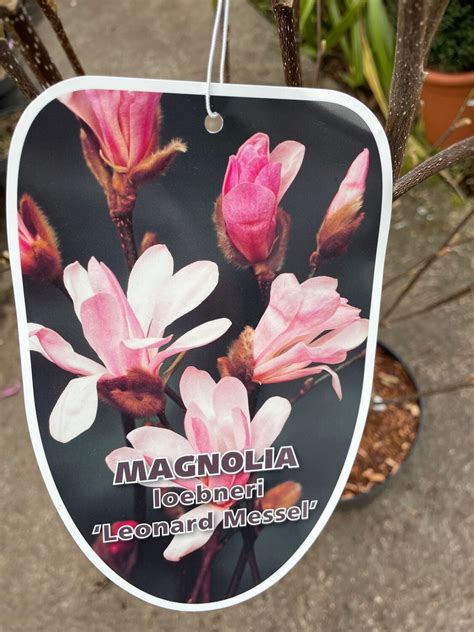Magnolia Leonard Messel