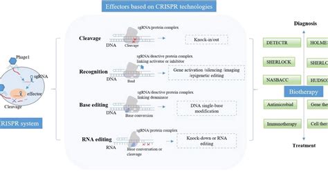 Genetic Spying For Diagnostics Sherlock Crispr System An Update