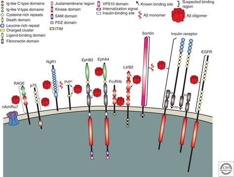 Binding Sites For Amyloid β Oligomers And Synaptic Toxicity
