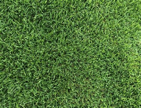 Empire Zoysia Grass — The Turf Shed