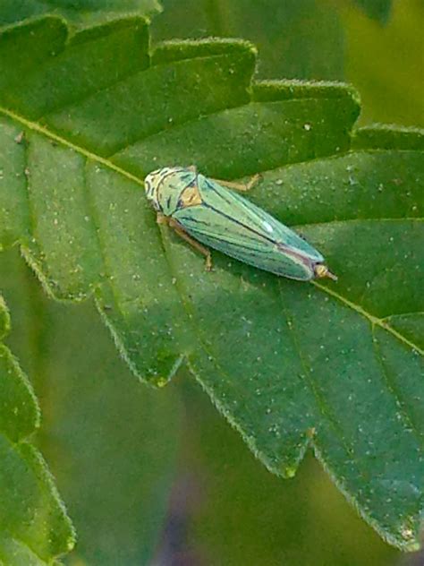 How To Draw A Leafhopper