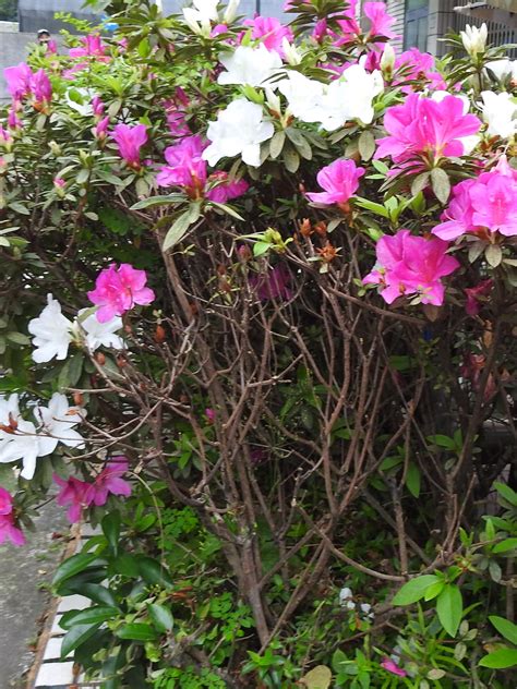 Peter s Blog 平戶杜鵑