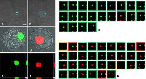 Artificial Intelligence Selection Of Viable Oocytes From Phase Contrast