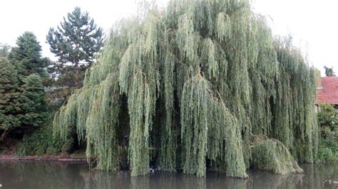 The Best Trees For Wet Soil A Guide To A Thriving Garden In Soggy Conditions Days In Garden