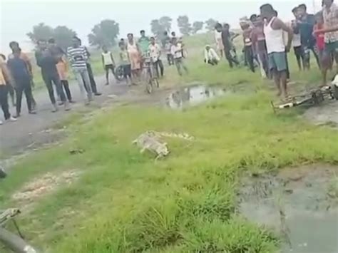 People Tied With Rope Forest Department Team Got Medical Done And Left In The River