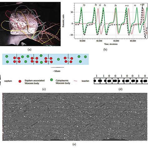 Towards Fungal Computing A Exemplar Setup Of Recording Electrical Download Scientific
