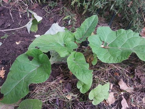 Adventures In Foraging Fall Burdock Album On Imgur
