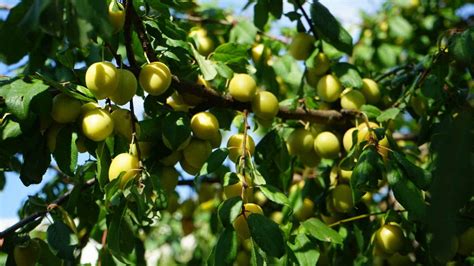 The Best Fast Growing Fruit Trees For Your Garden Complete List