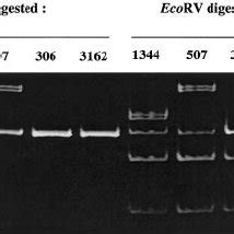 Fluorescent Genescan Detection Of FLT3 ITD A Sensitivity Of Download Scientific Diagram