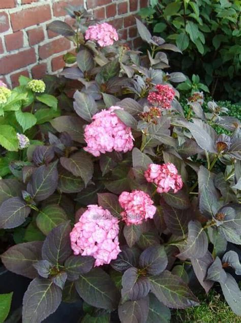 Хортензия Мис Саори Цветя декоративни растения Велико Търново Хортензия Мис Саори H