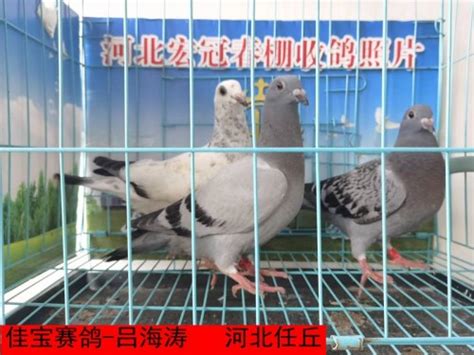 佳宝赛鸽 吕海涛 zimgs