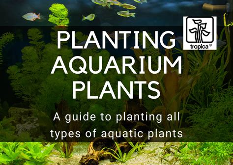 Tropica Guide To Planting Aquarium Plants Real Aquatics