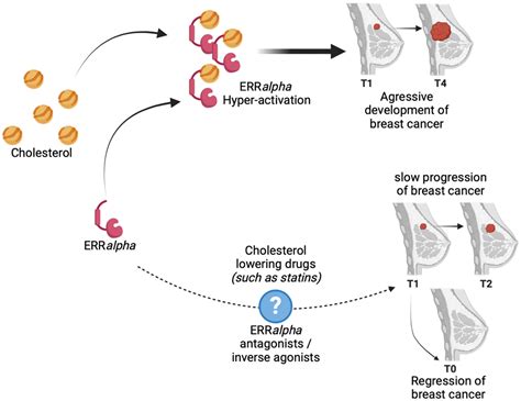 Metabolic Switching Of Estrogen‐related Receptor Alpha In Breast Cancer Aggression Tripathi